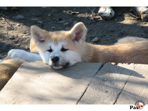 Akita Inu