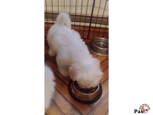 Coton de tulear - Tulearski pas