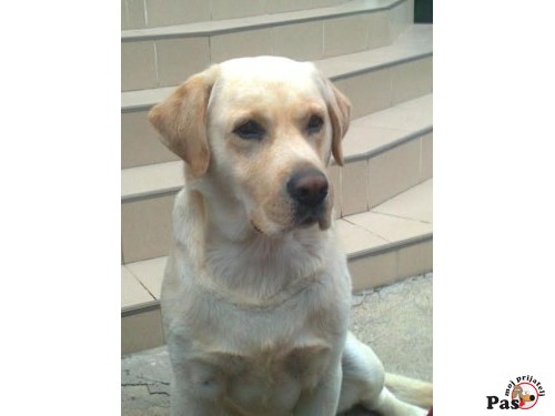 Labrador retriver