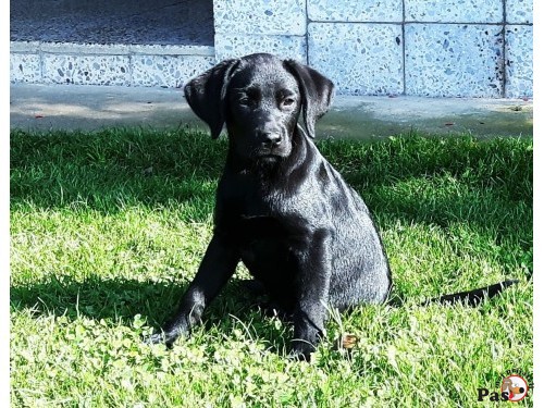 Labrador retriver