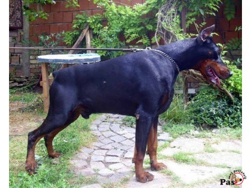 Doberman