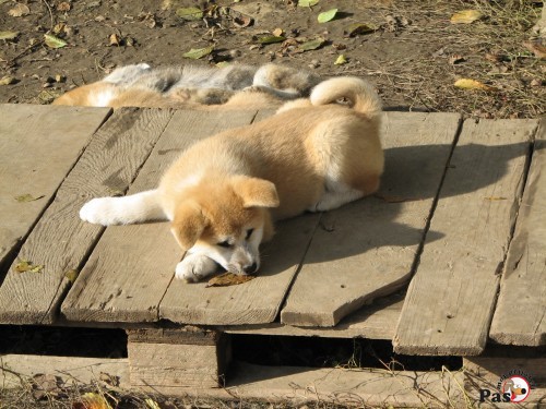 Akita Inu