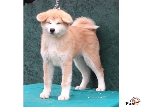 Akita Inu