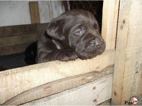 Labrador retriver