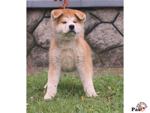 Akita Inu