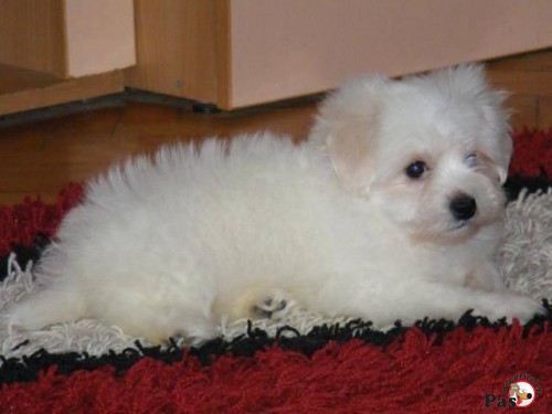 Coton de tulear - Tulearski pas