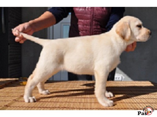 Labrador retriver