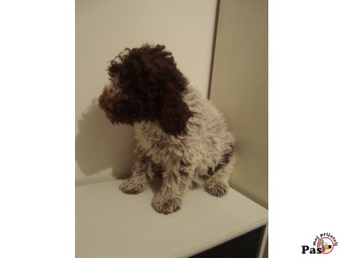 Lagotto romagnolo