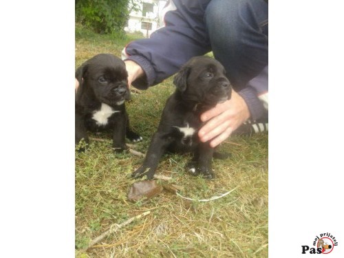 Cane Corso