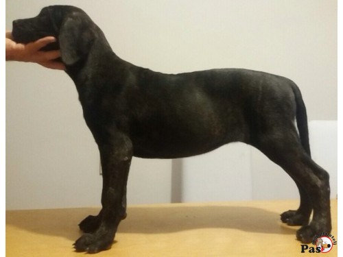 Cane Corso