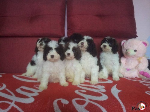 Lagotto romagnolo