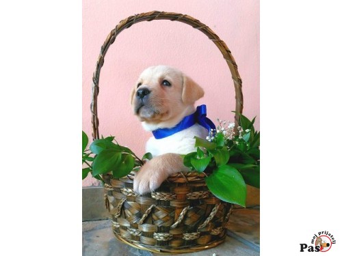 Labrador retriver