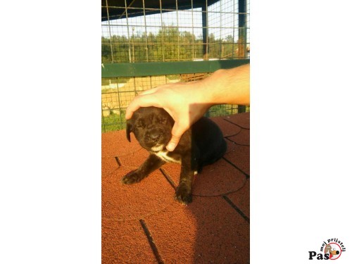 Cane Corso