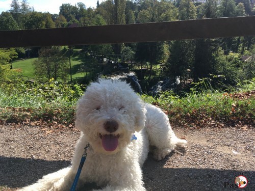 Lagotto romagnolo