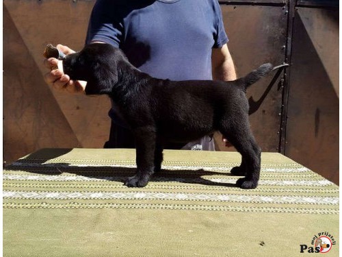 Labrador retriver