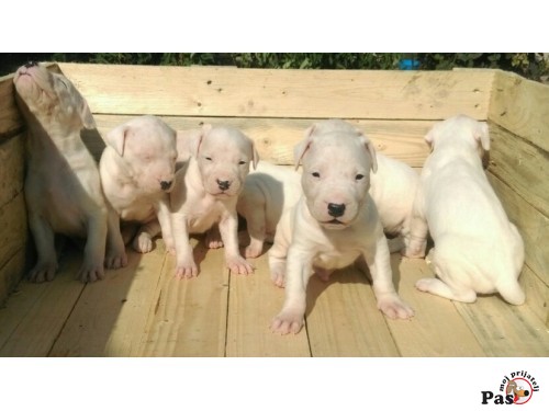 Dogo argentino