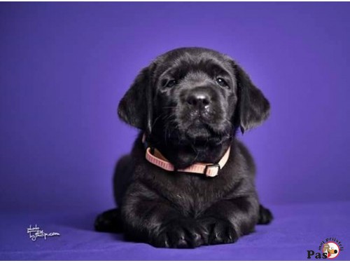 Labrador retriver