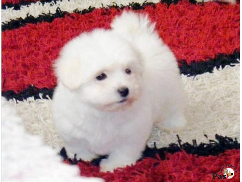 Coton de tulear - Tulearski pas