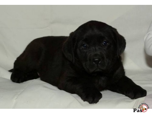 Labrador retriver