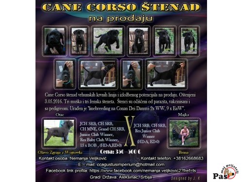 Cane Corso