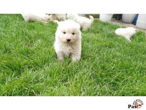 Samojed