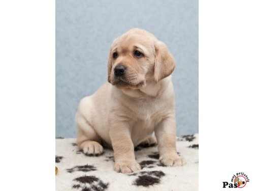 Labrador retriver