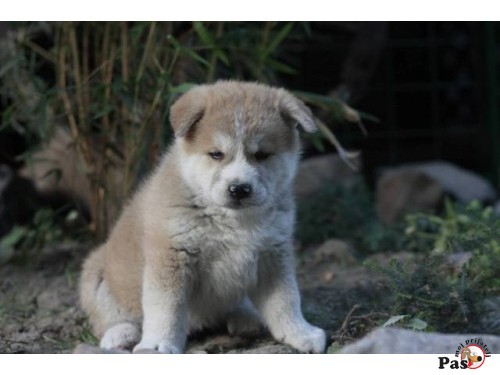 Akita Inu