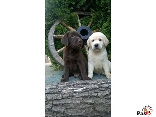 Labrador retriver