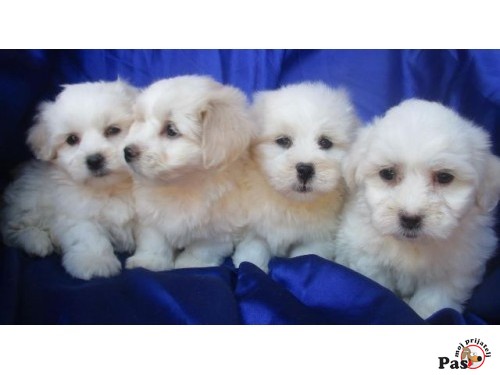 Coton de tulear - Tulearski pas