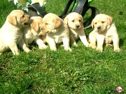 Labrador retriver