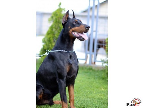 Doberman