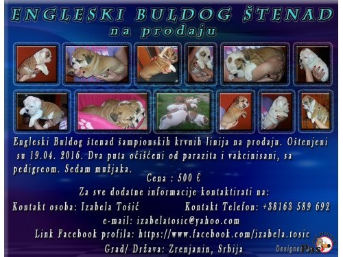 Engleski buldog