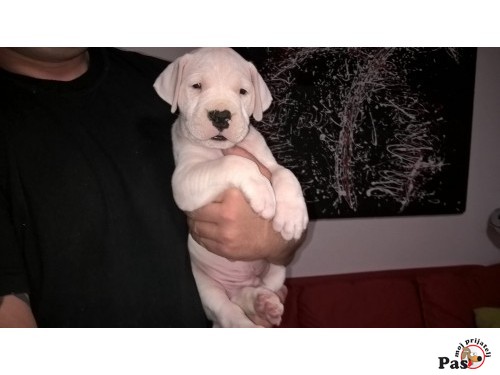 Dogo argentino