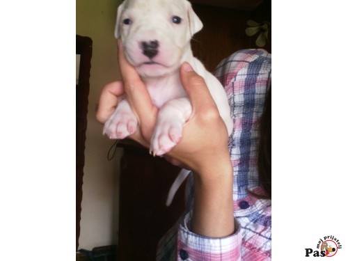 Dogo argentino