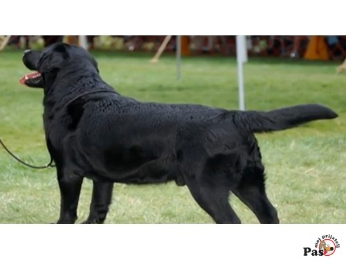 Labrador retriver