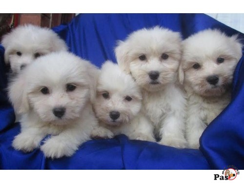 Coton de tulear - Tulearski pas