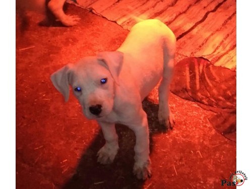 Dogo argentino