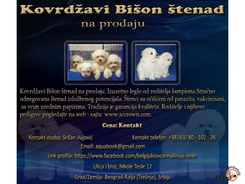 Kovrdžavi bišon