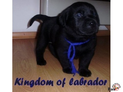 Labrador retriver