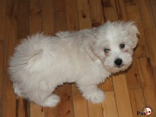 Coton de tulear - Tulearski pas