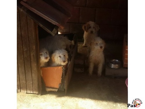 Lagotto romagnolo