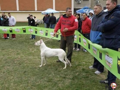 Dogo argentino