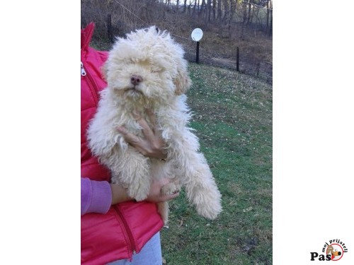 Lagotto romagnolo