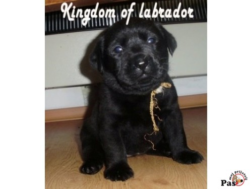 Labrador retriver