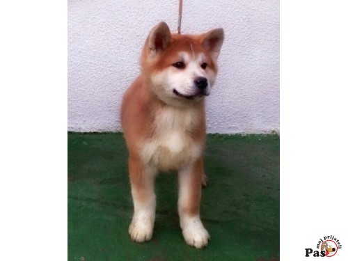 Akita Inu