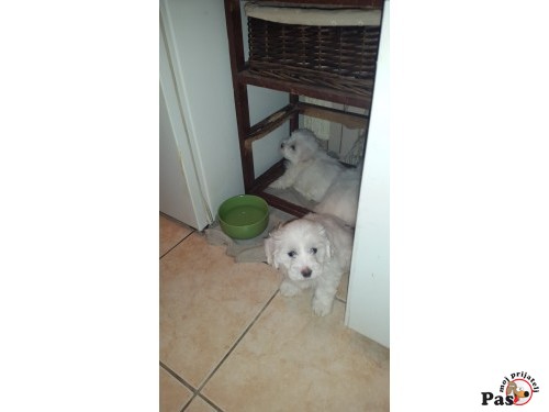 Coton de tulear - Tulearski pas