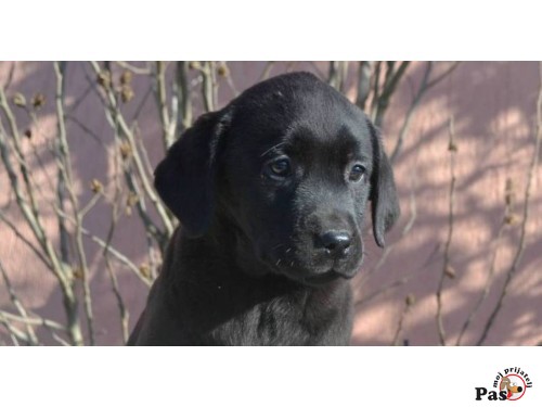 Labrador retriver