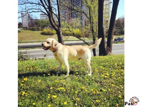 Labrador retriver