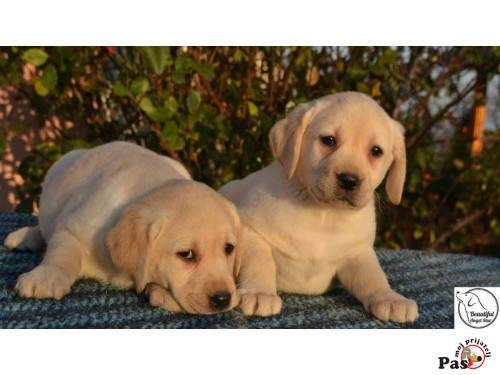 Labrador retriver