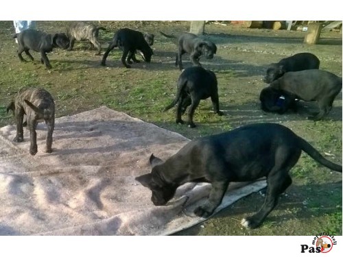 Cane Corso